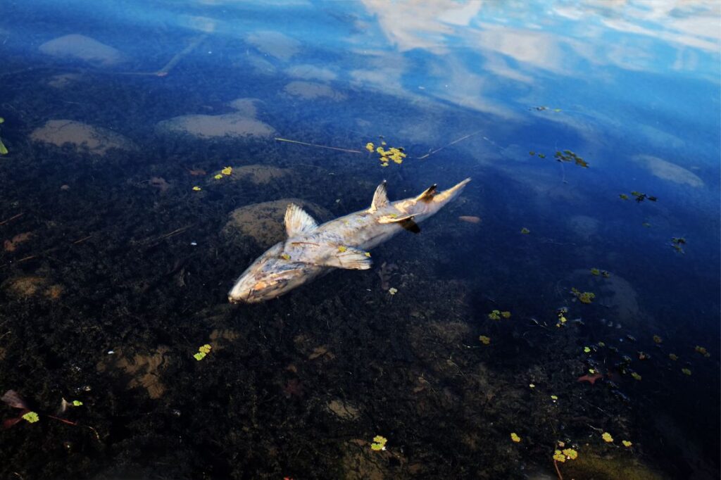 La pollution de l’eau : comprendre l’impact de notre consommation sur les ressources en eau - My ...